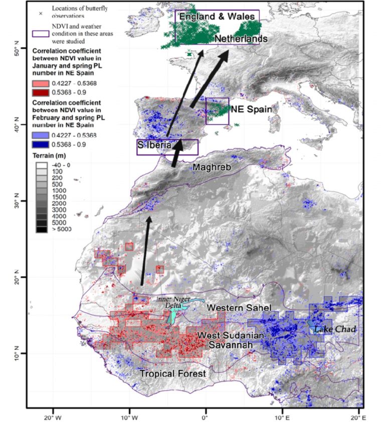 Butterflies Cross the Vast Sahara Desert in Longest-Known Insect Migration