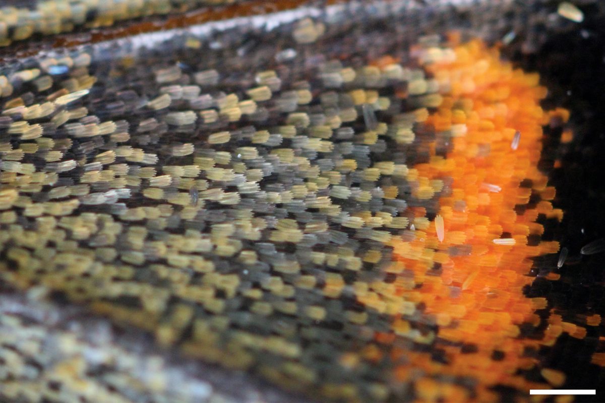 Nature’s Engineering Wonders: Butterfly Wings Might Hold the Key to ...