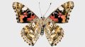 Gene-Edited Butterfly Mutants Reveal Secrets of Ancient “Junk” DNA