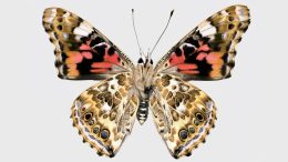 Gene-Edited Butterfly Mutants Reveal Secrets of Ancient “Junk” DNA
