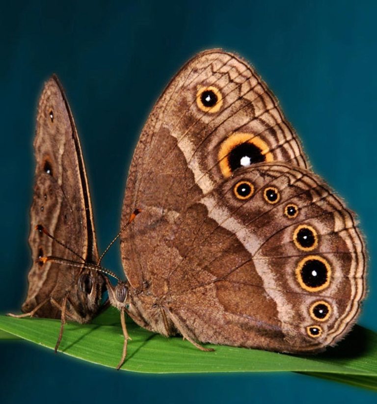 Female Butterflies Prefer Flashier Mates