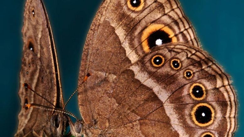 Scientists See the Invisible: How Butterflies Make Transparent Wings