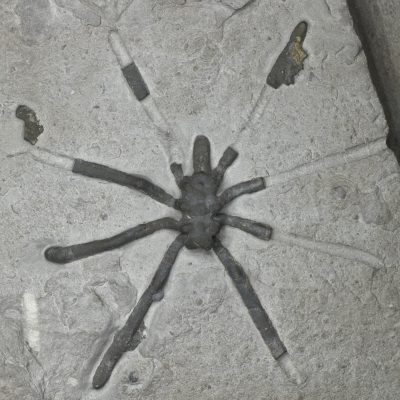 Scientists Discover That Extremely Rare Collection of 160-Million-Year ...