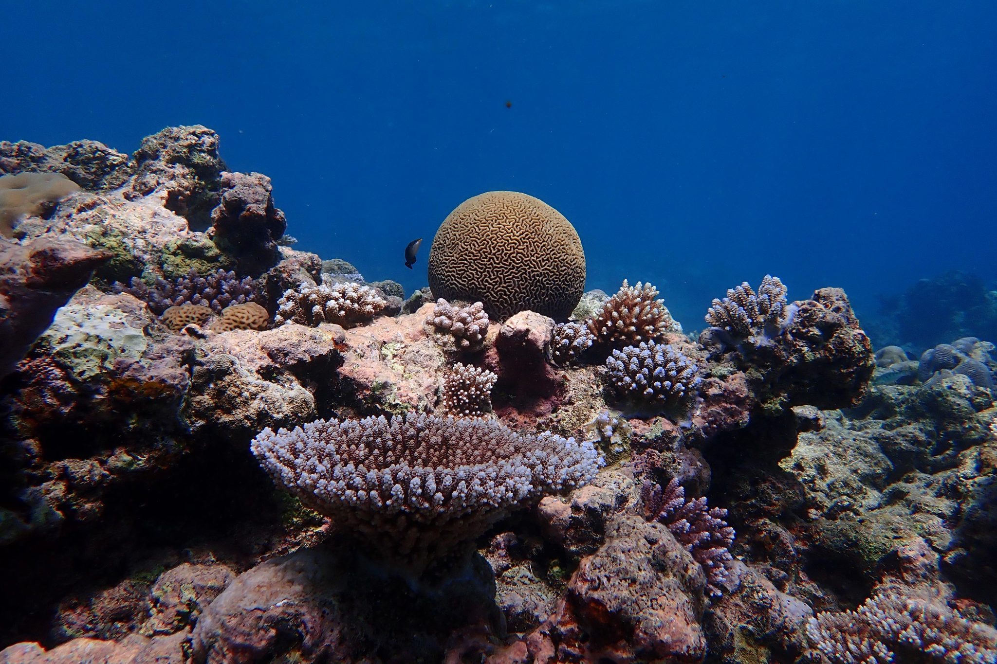 Beating the Heat: Pacific Coral Reef Shows Unprecedented Increase in ...