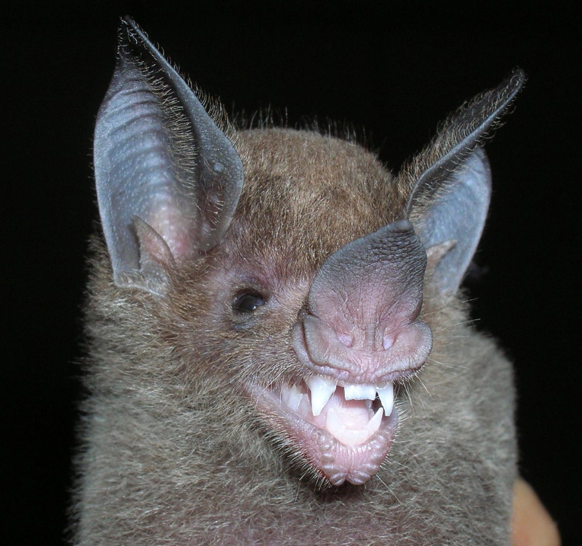 Jaw Wars: How Bats Evolved a Diverse Arsenal of Teeth for Survival