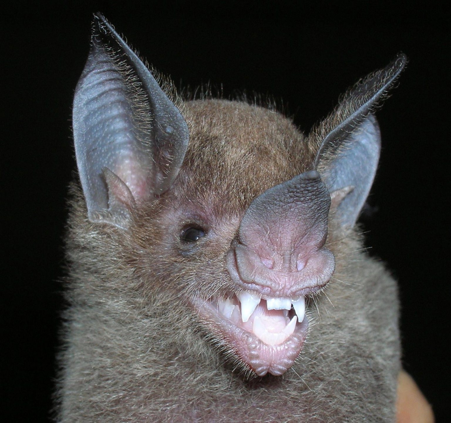 Jaw Wars: How Bats Evolved a Diverse Arsenal of Teeth for Survival