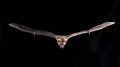 Raw Genetic Basis of Bats’ Unique Adaptations and Remarkable ...