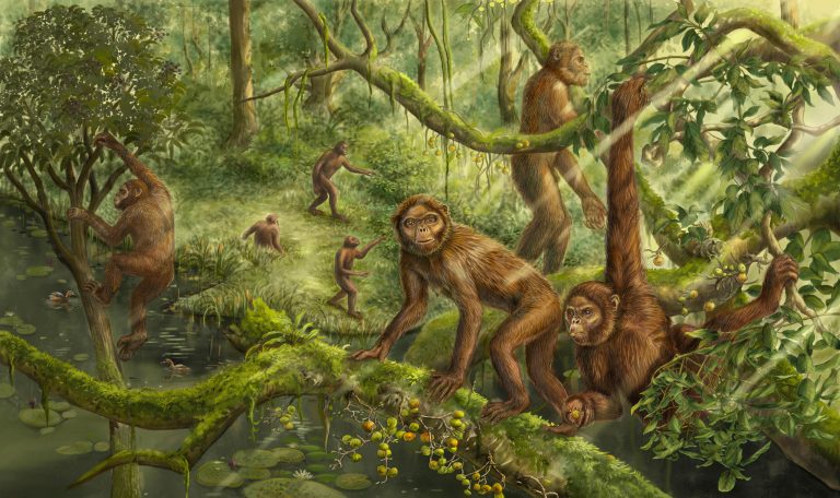 7 Million-Year-Old Chinese Fossil Ape Provides New Insight Into the ...