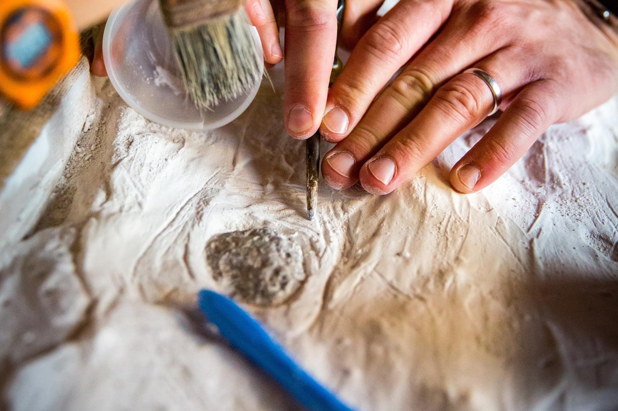 Breakthrough Fossil Sheds Light on the Dawn of Diverse Animal Life