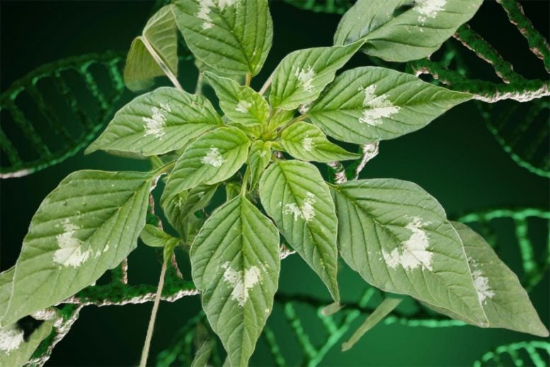 Scientists Reveal How This Devastating Weed Outsmarts Herbicides