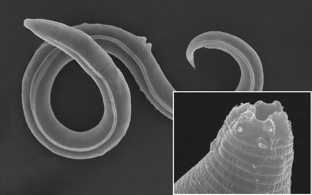 Scientists Revive 46,000-Year-Old Nematodes From Siberian Permafrost ...