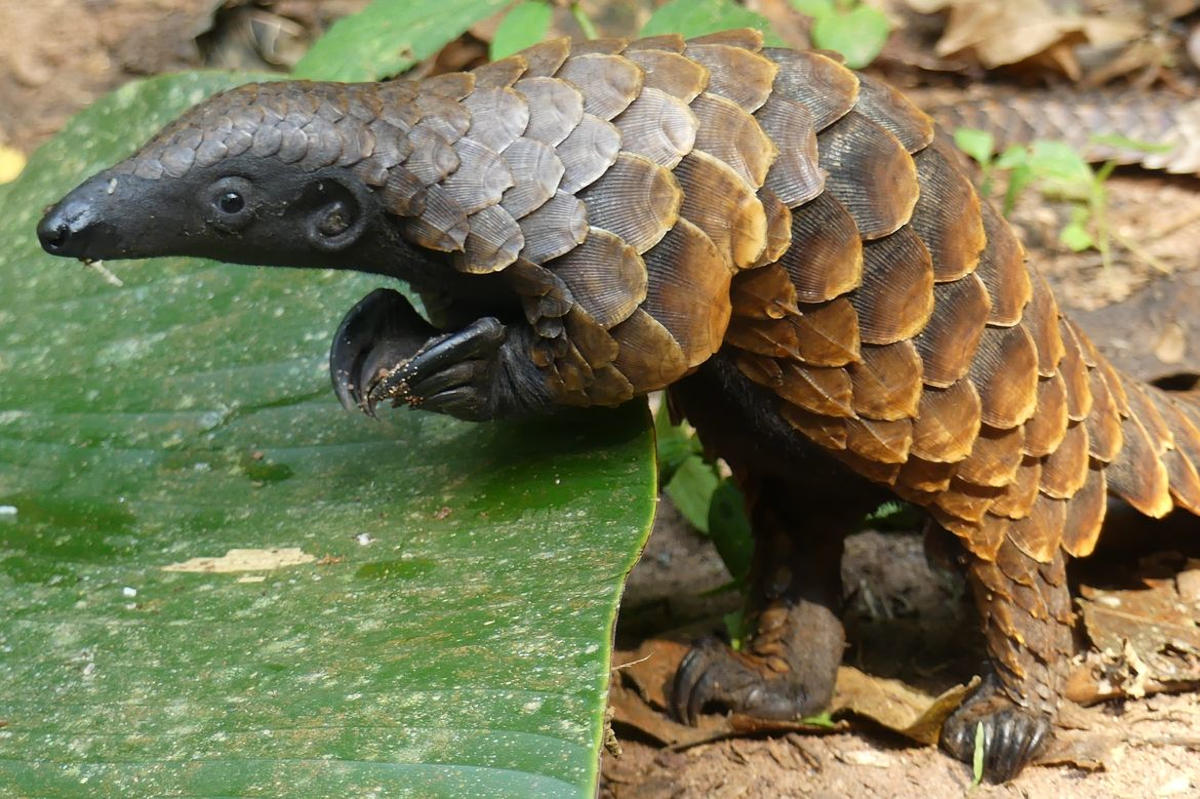 A “Scientific Surprise” – White-Bellied Pangolins Have Second-Most ...