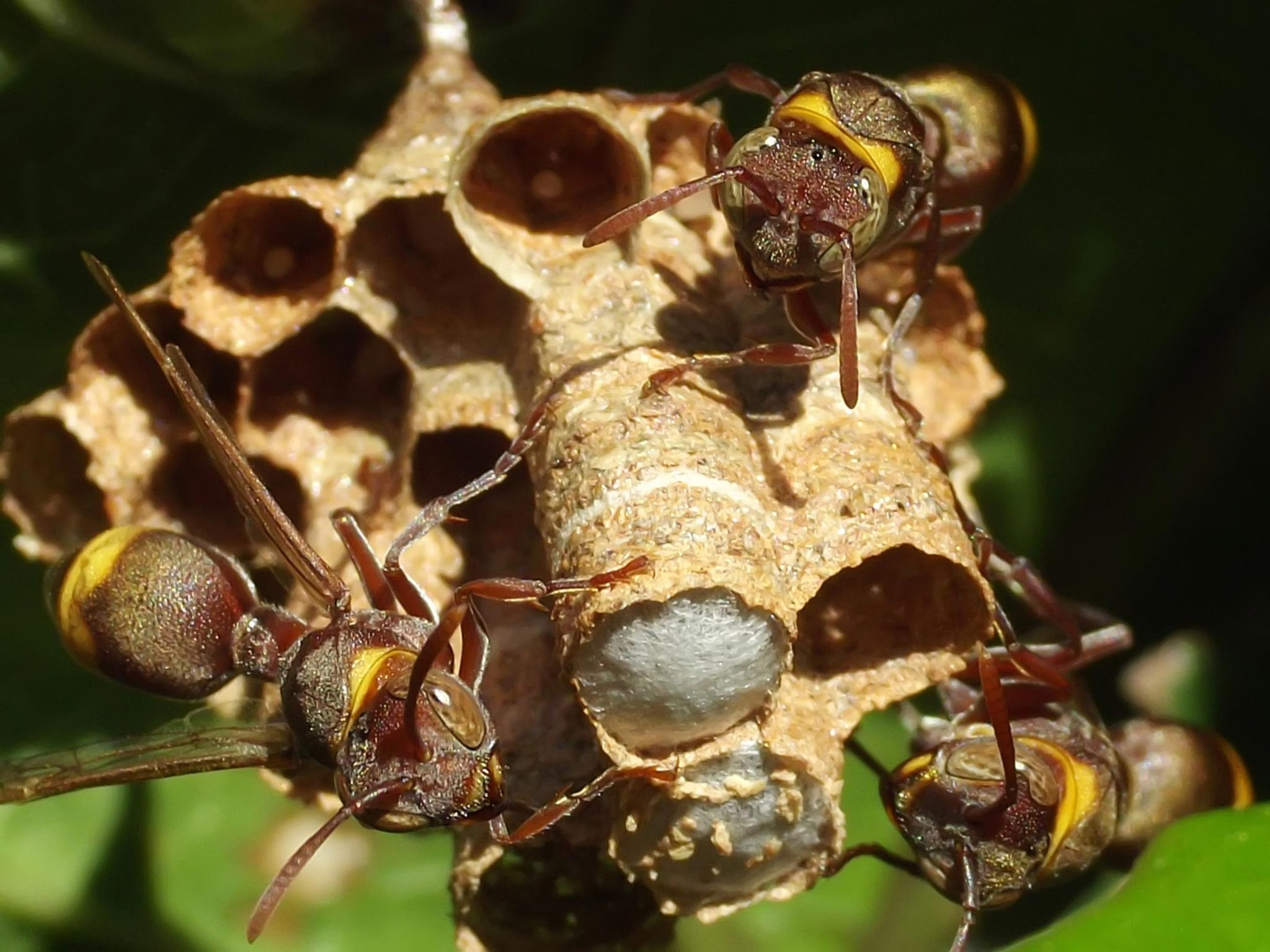 Tropical Paper Wasps Babysit For Neighboring Nests tropical-paper-wasps-babysit-for-neighboring-nests