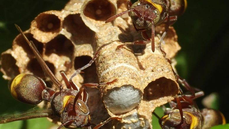 The Paper Wasp Recognizes Faces