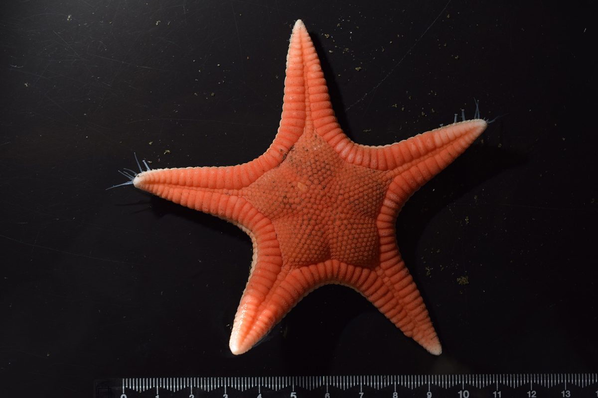 The First in Over 50 Years: Scientists Discover Stunning New Species of ...