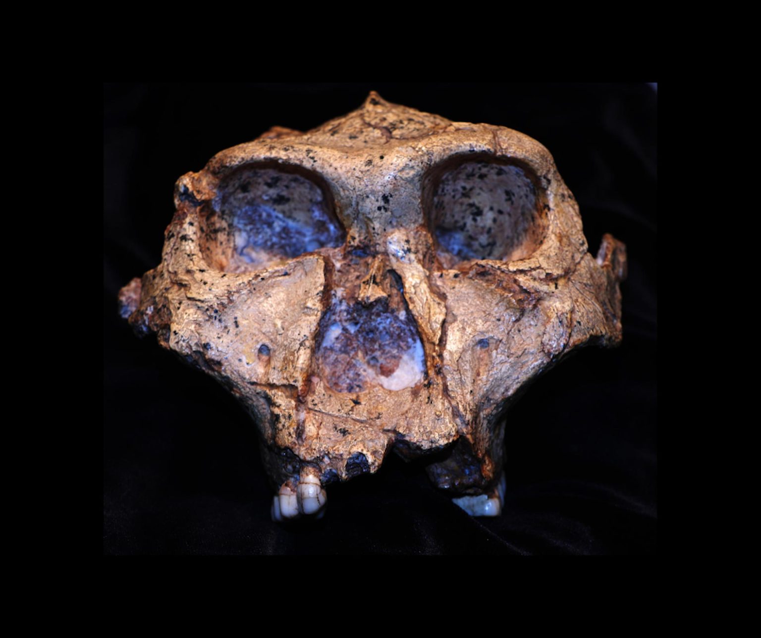 Ancient Proteins Crack a 2-Million-Year-Old Human Relative Mystery