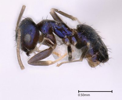 Dazzling New Blue Ant Species Unearthed in India