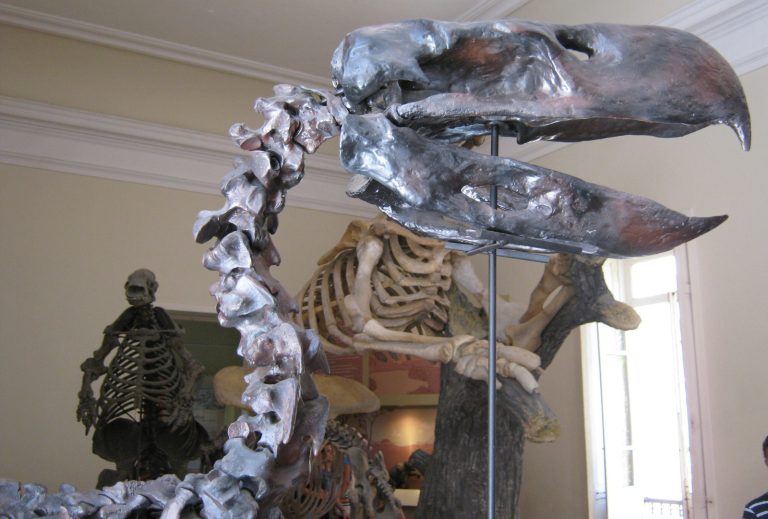 Researchers Discover Ginormous Ancient “Terror Bird” in South America