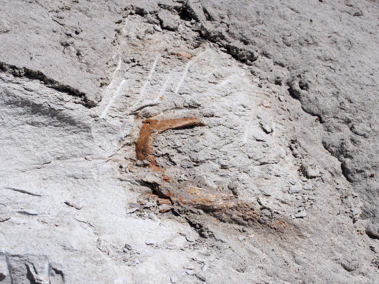Jaw Dropping New Dinosaur Skull Discovery Reveals Evolution of Bizarre ...