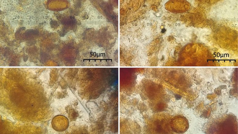 Scientists Discover Ancient Parasites in 200-Million-Year-Old Fossil Poop