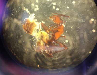 Mechanisms of Mind Control: Brain-Altering Parasite Turns Ants Into ...