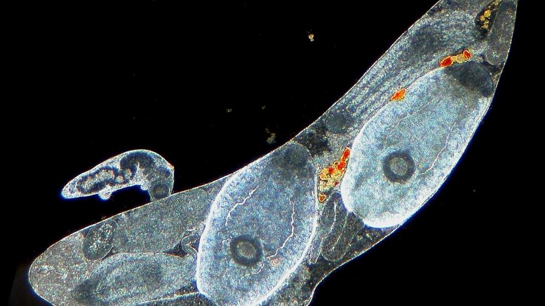 Giant Ambush-Predator Worms May Have Colonized the Seafloor Around 20 ...