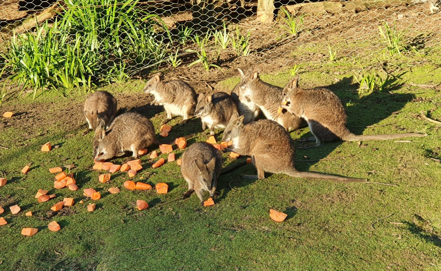 Parma Wallabies Under Siege: How Bushfires and Foxes Threaten Survival