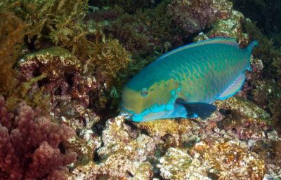 When Reefs Die, Parrotfish Thrive, Paving the Way for Coral Regrowth