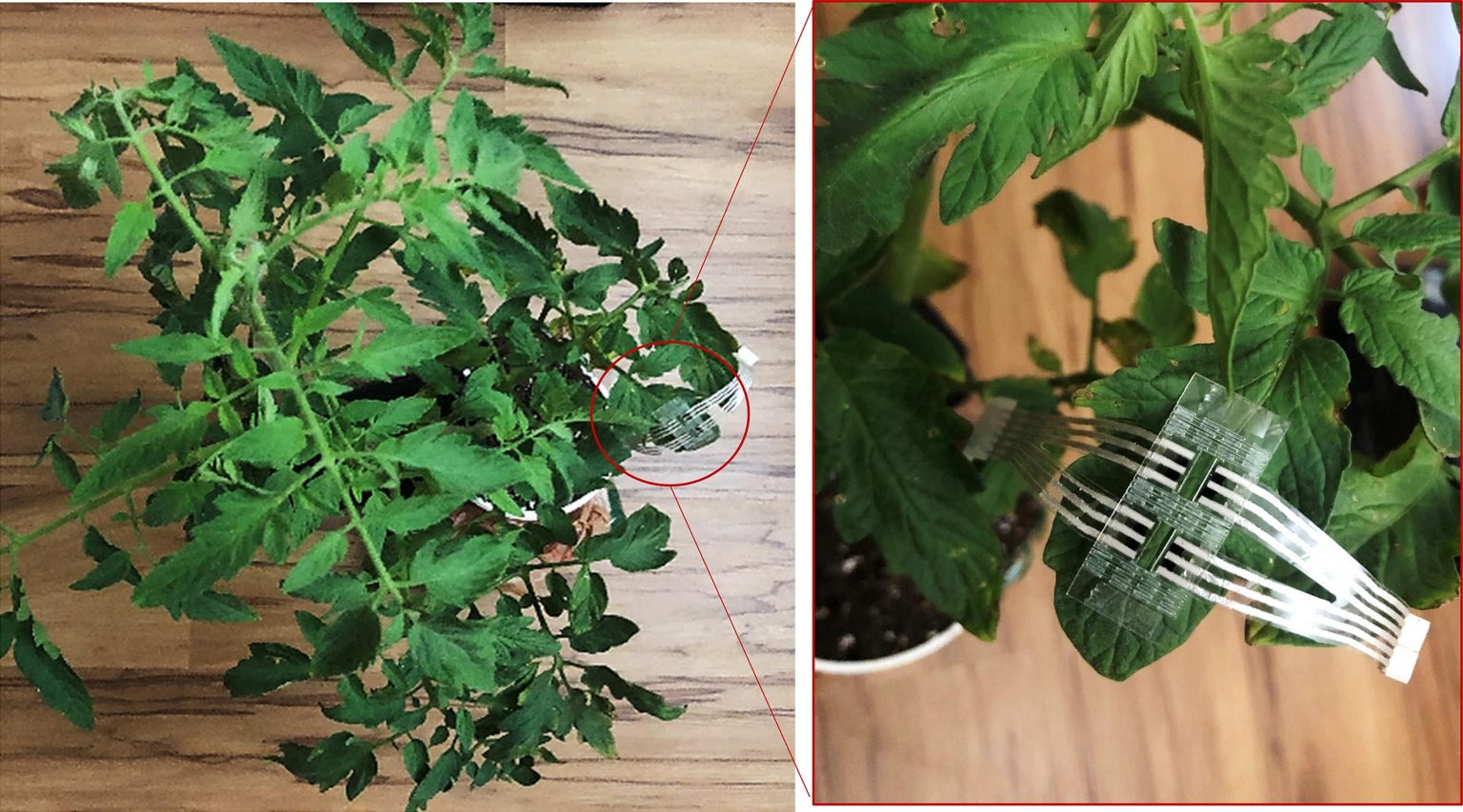 Plant Patch Enables Continuous Monitoring for Crop Stress and Diseases