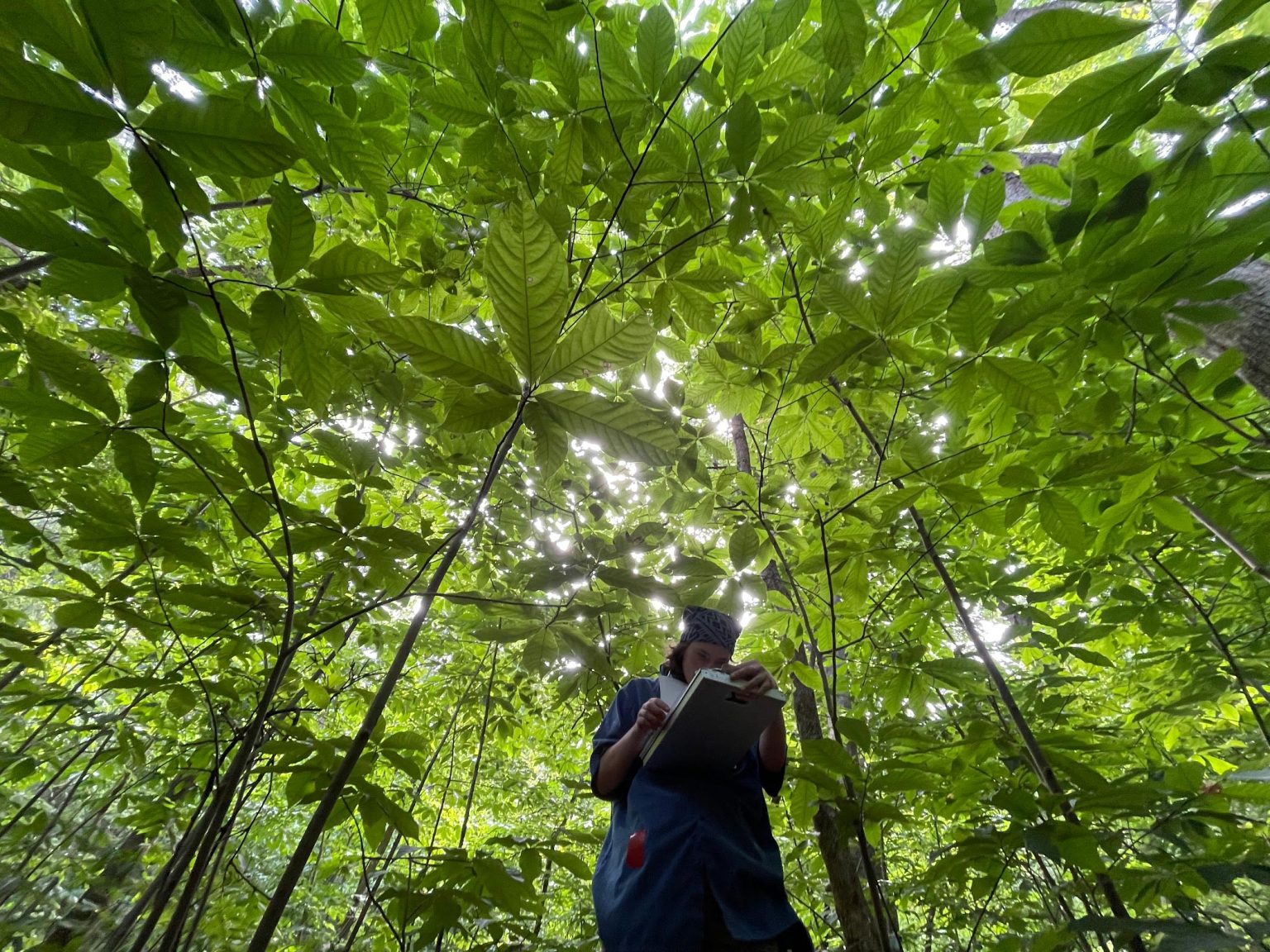 North America’s Largest Native Fruit Shakes Up Local Ecosystems