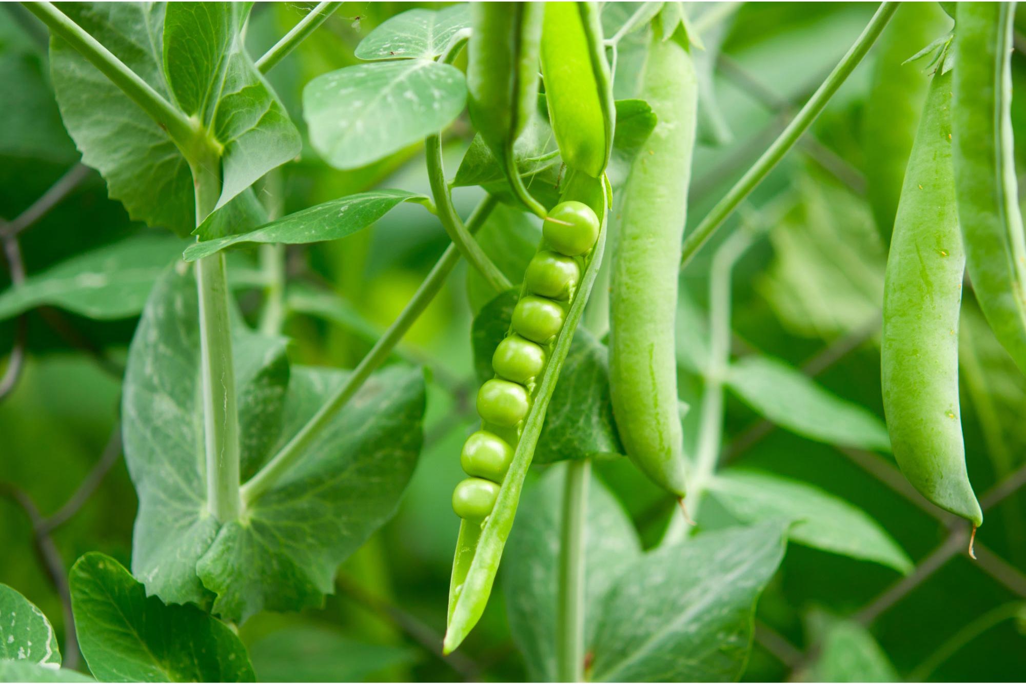 160 Years Later, Mendel’s Peas Are Still Changing Science