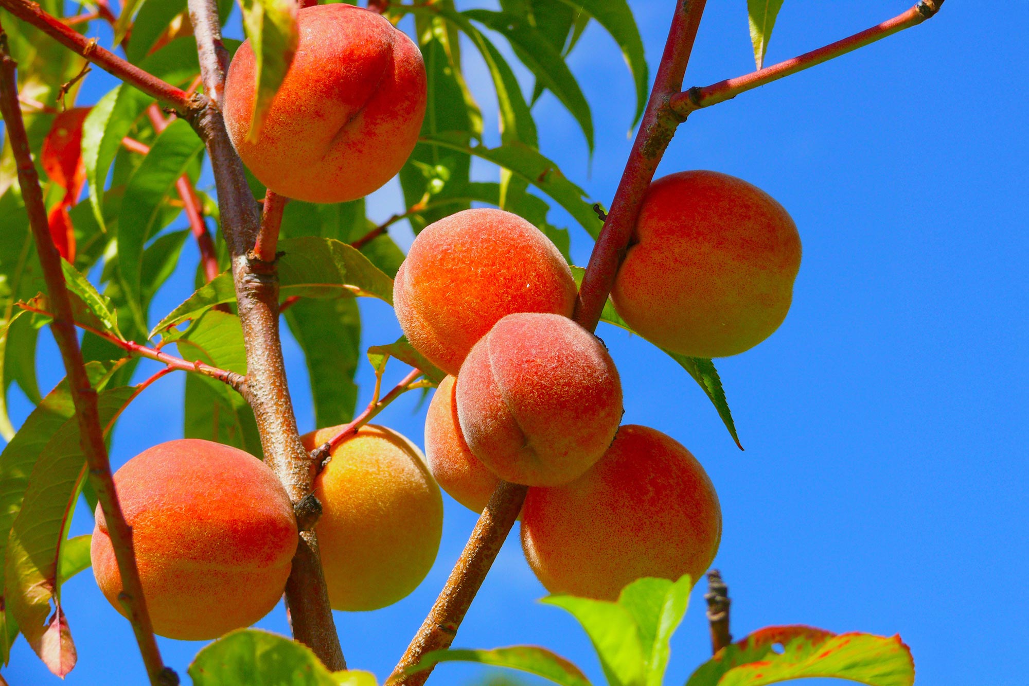 Indigenous Ingenuity: The Hidden Story Behind America’s Peaches