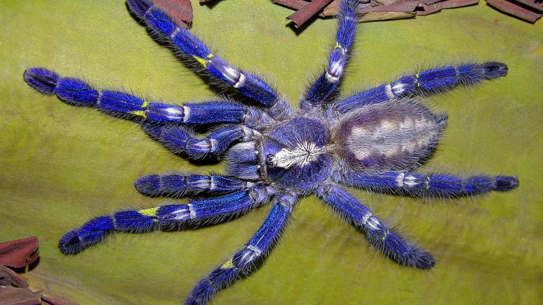 Lesula, A New Species of Monkey