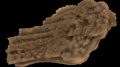 Shocking 439-Million-Year-Old “Shark” Forces Scientists To Rethink the ...