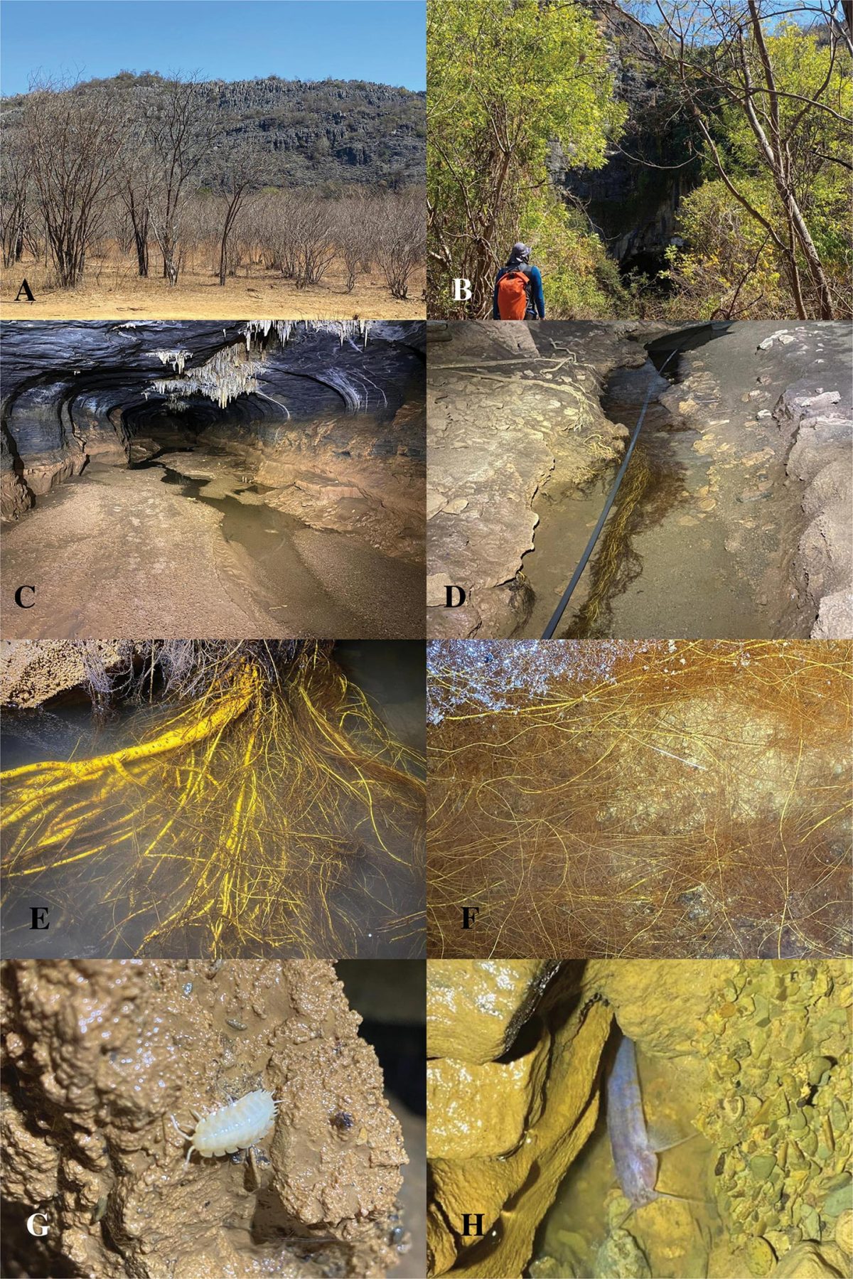 Scientists Discover Two New Cave-Dwelling Snail Species Named After ...