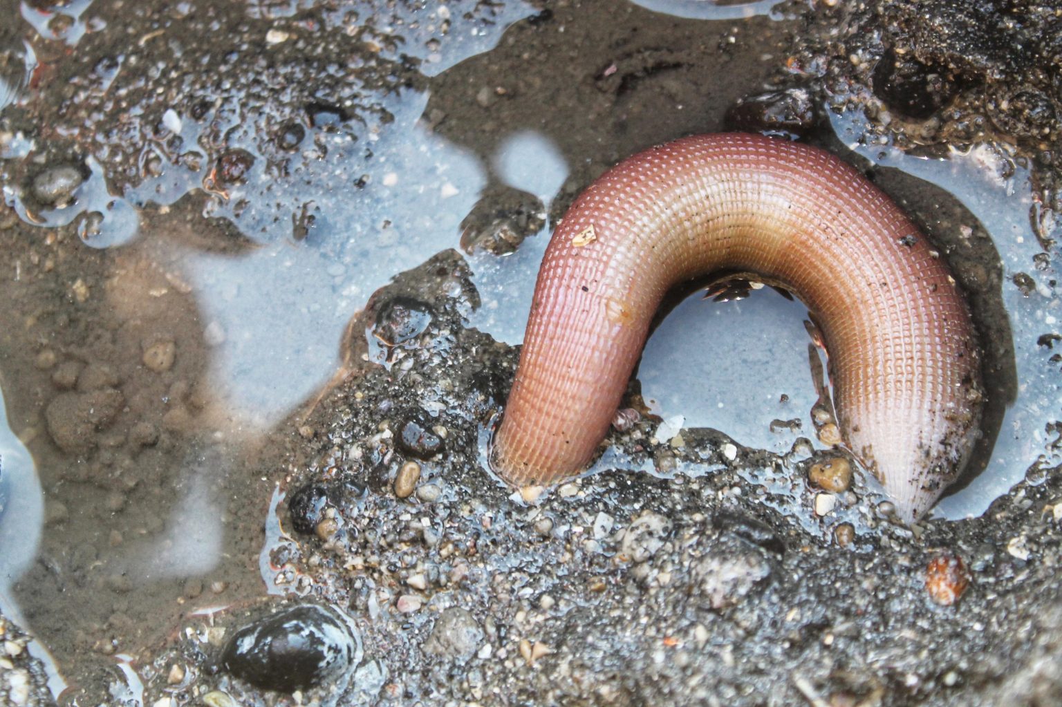 Meet the Penis Worm: These Widespread Yet Understudied Sea Creatures ...