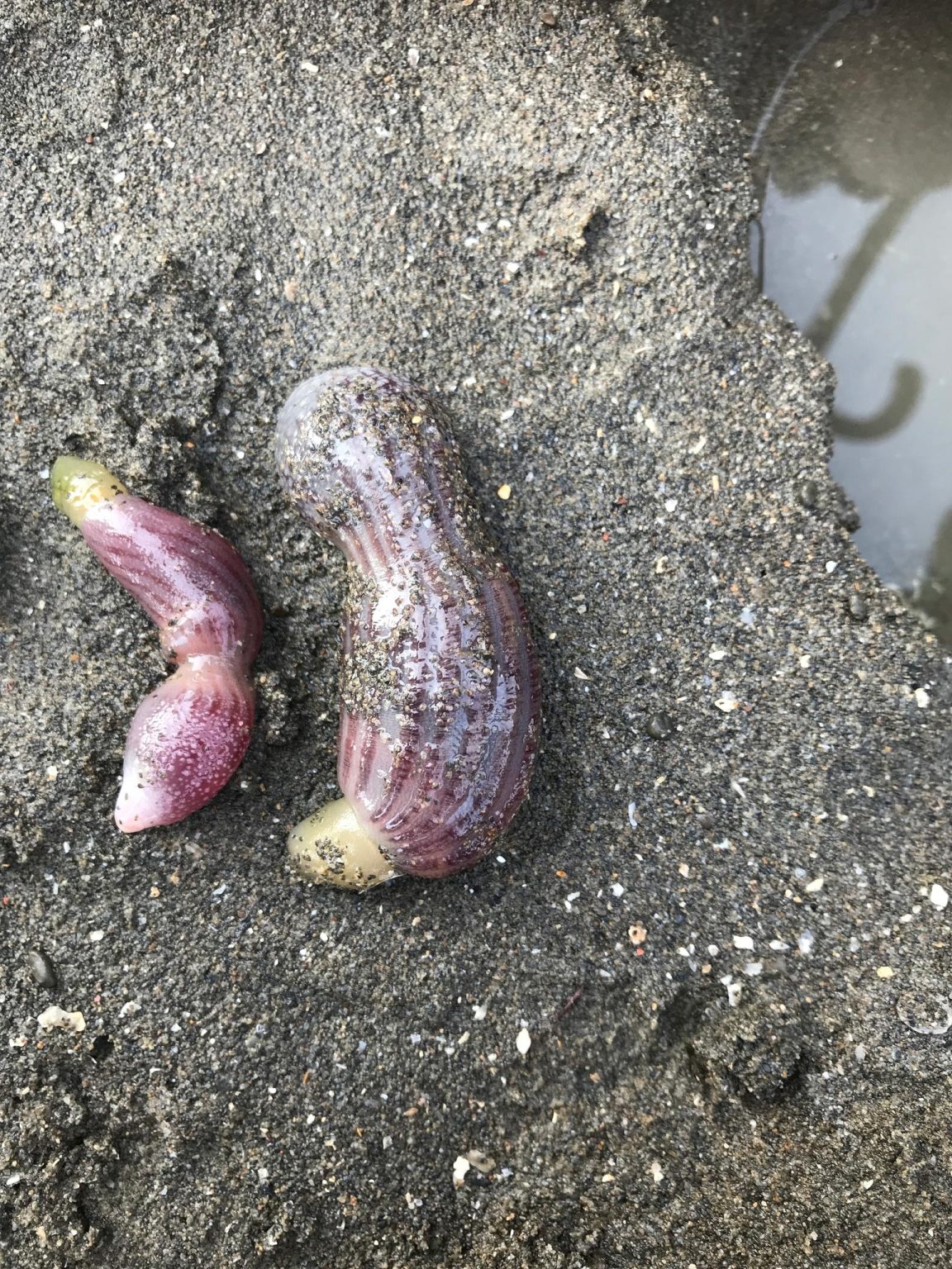 Meet the Penis Worm: These Widespread Yet Understudied Sea Creatures Deserve Your Love