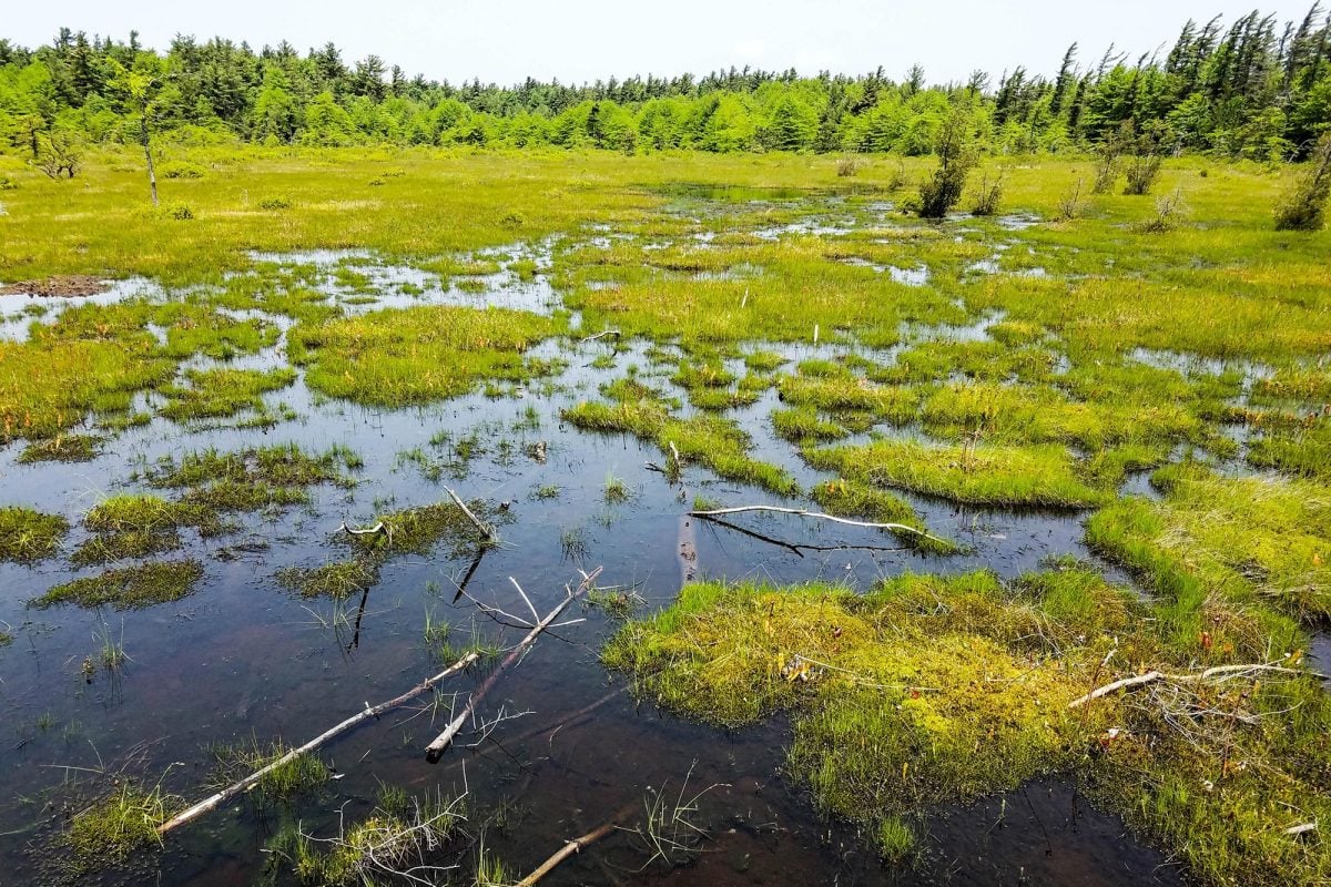 Scientists Discover a Hidden Weapon Against TB in Peat Bogs