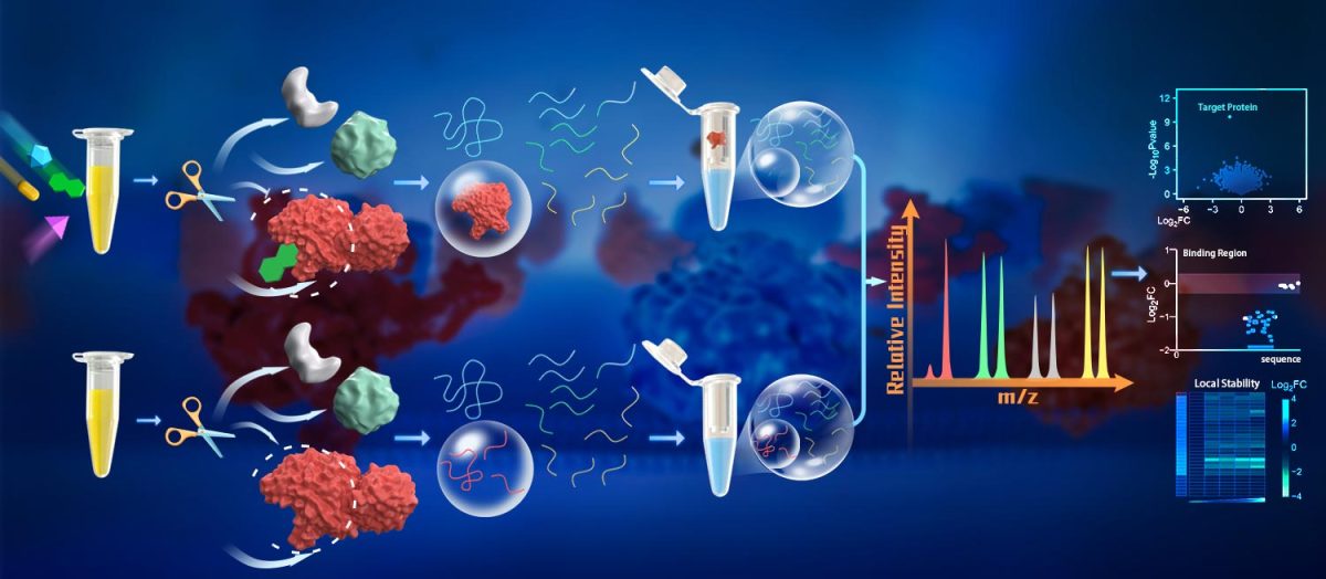 New Method Detects Ligand-Protein Interactions With Unprecedented ...