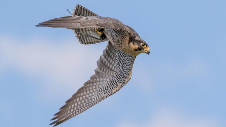 Falcons Have Natural "Eye Makeup" to Improve Hunting Ability