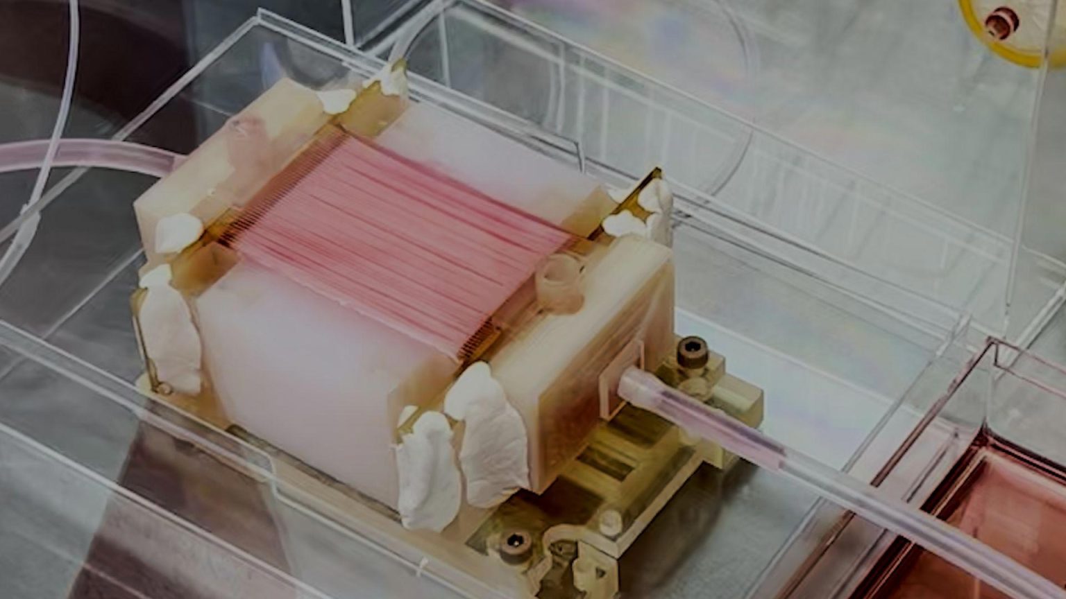 Tastes Like the Real Thing: Breakthrough Bioreactor Grows Realistic ...