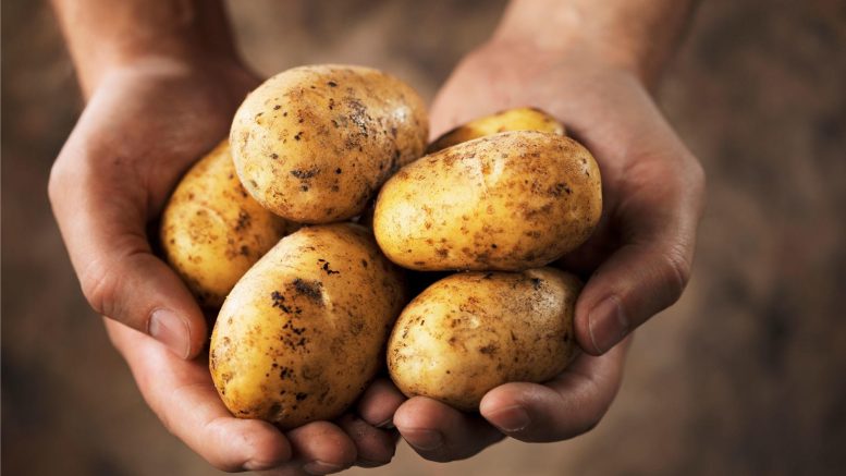 How Tomatoes and Potatoes Could Be Used To Treat Cancer