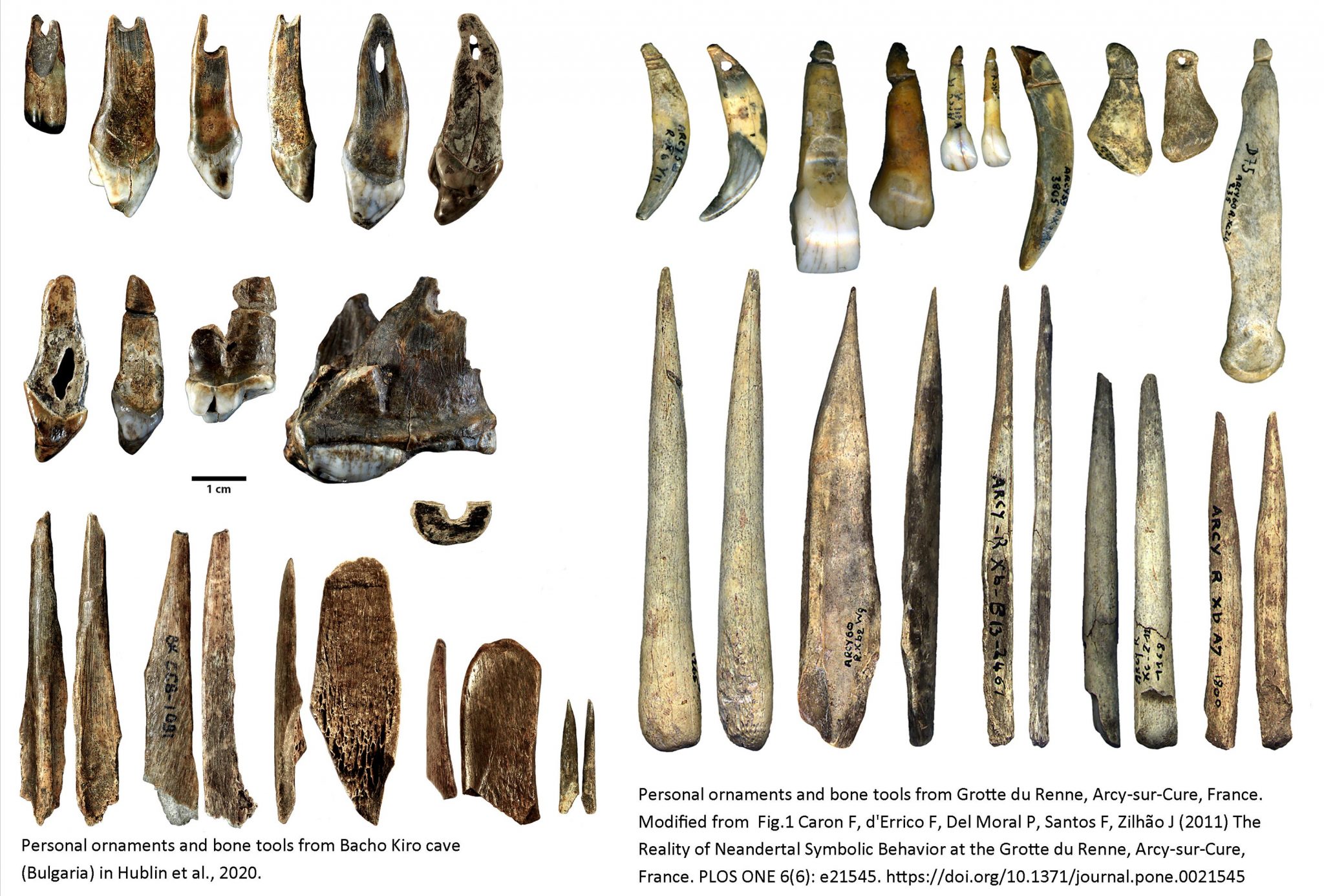 Earliest Modern Artifacts in Europe – Blade-Like Tools and Teeth ...