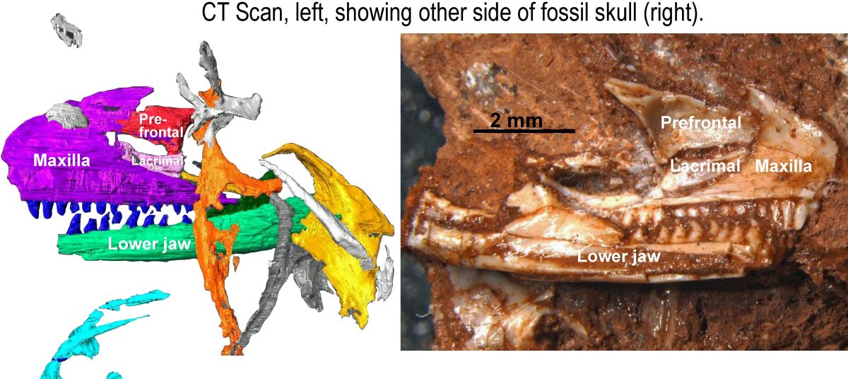 Scientists Discover Oldest Modern Lizard Fossil, Shaking Up ...
