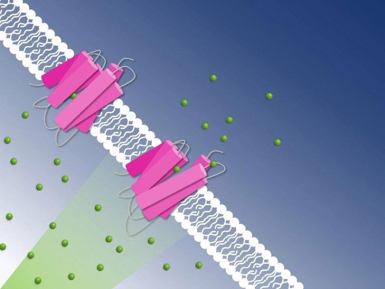 Molecular Movie Reveals How To Get Chloride Ions Into the Cell