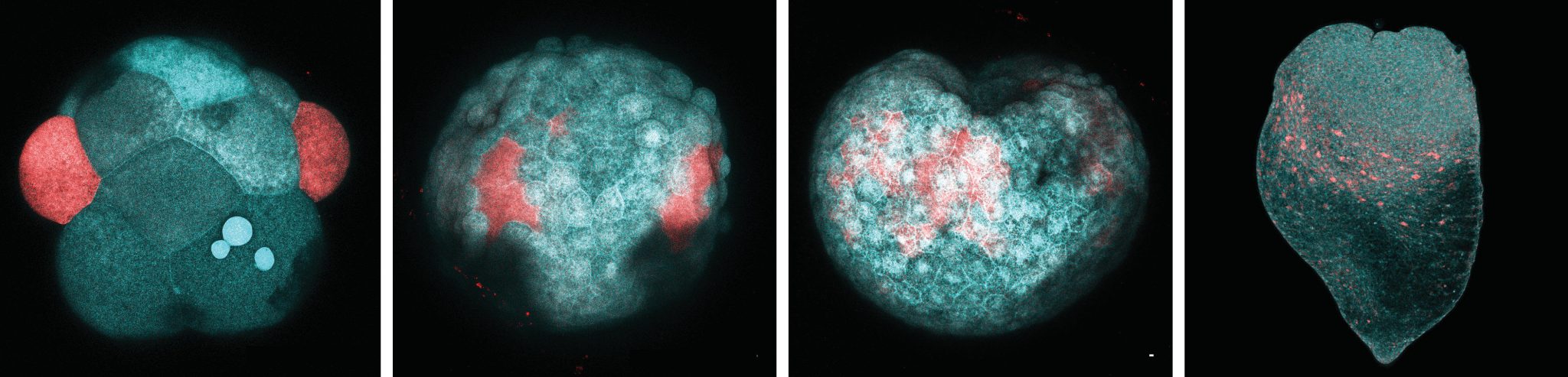 A Biological Wonder: Harvard Researchers Discover Embryonic Origins of ...