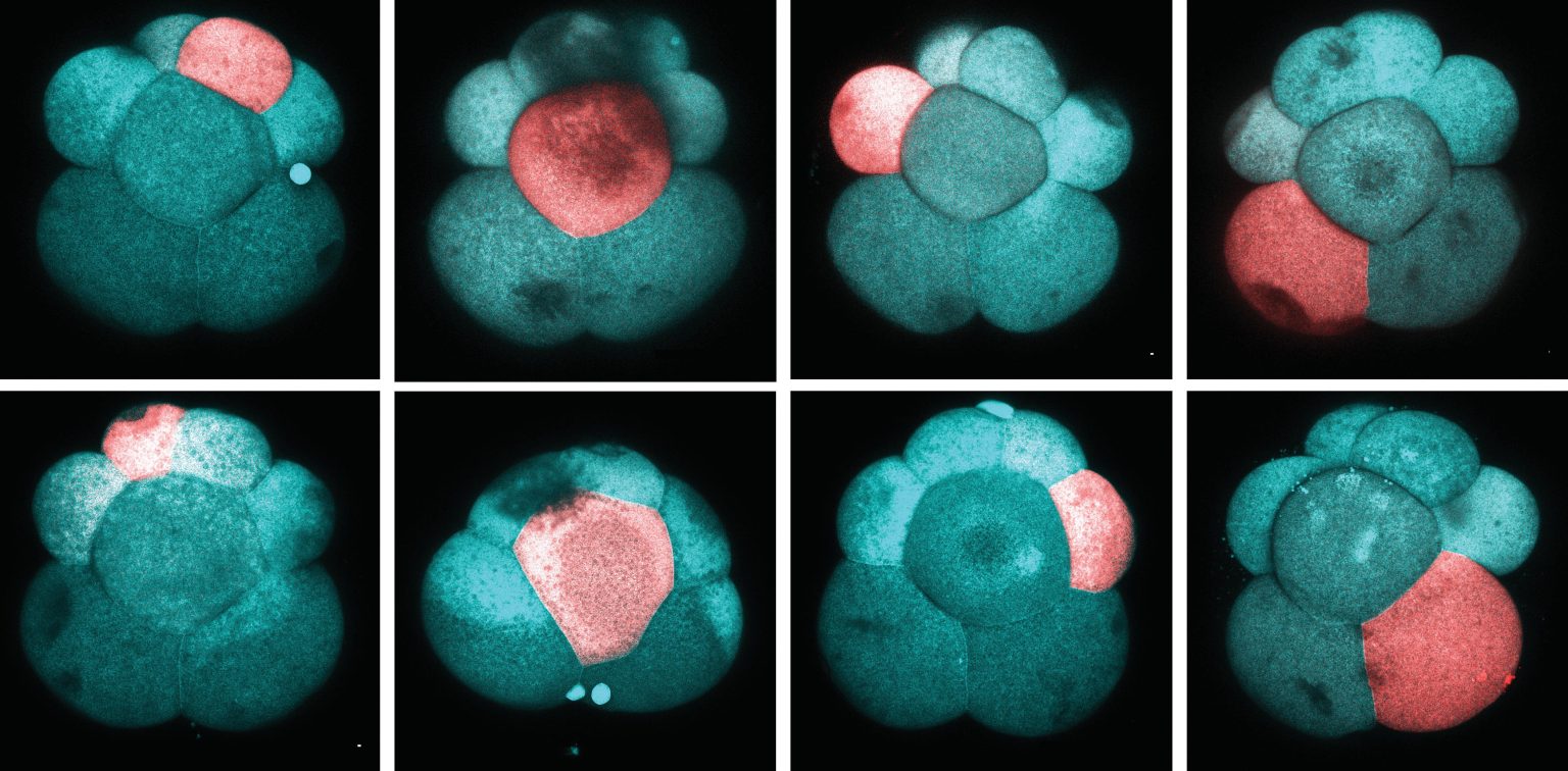 A Biological Wonder: Harvard Researchers Discover Embryonic Origins of ...