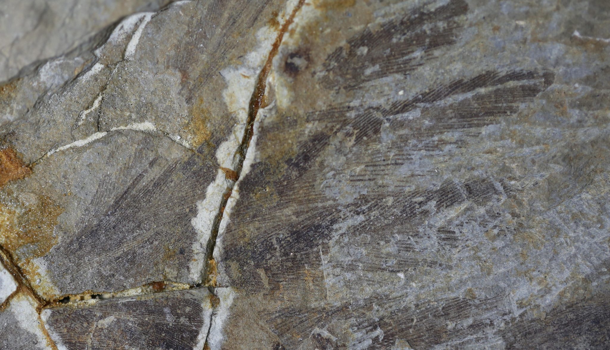 Rare Fossilized Feathers Reveal Secrets of Ancient Paleontology Hotspot