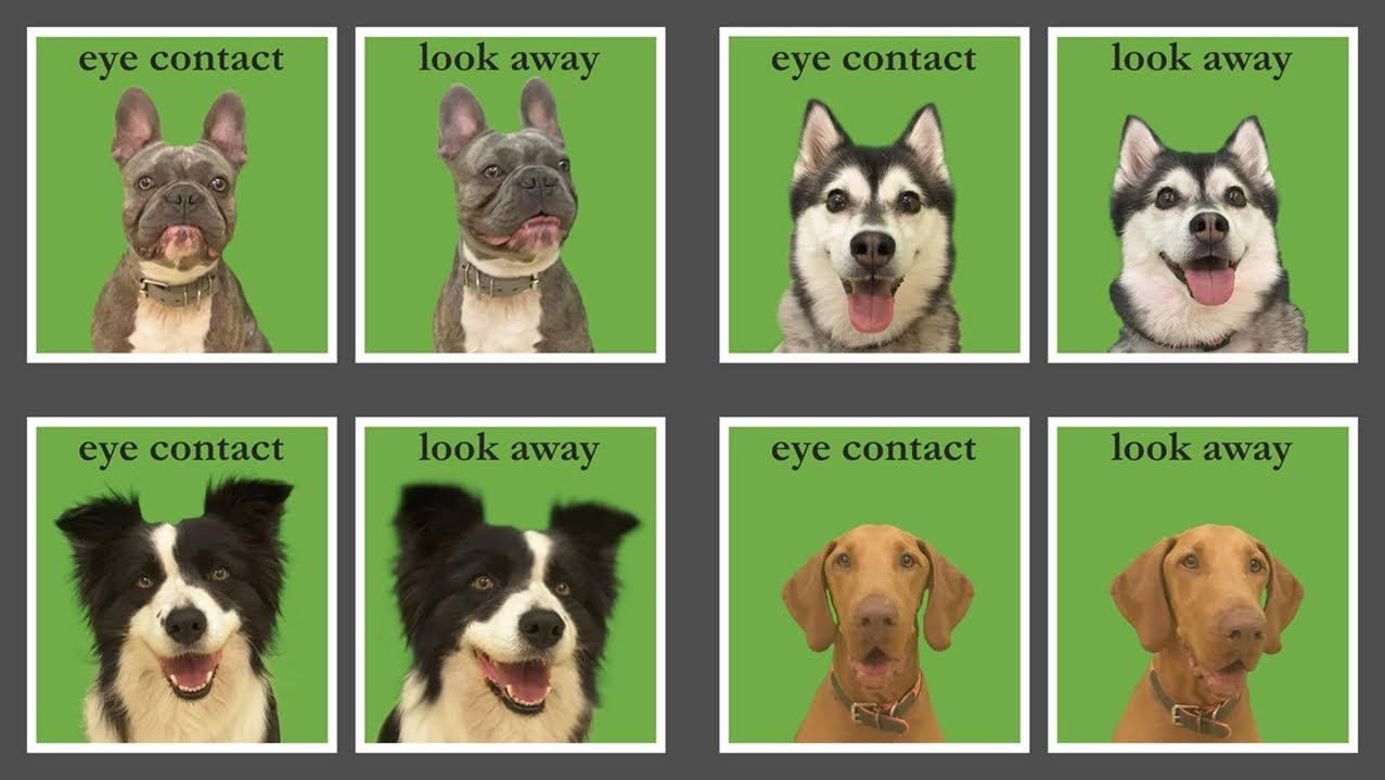 Canine Conundrum – Why Are Dog Breeds With Innate Diseases Popular?