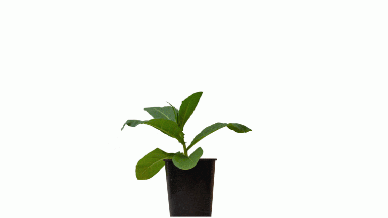 Ingenious Photosynthesis "Hack" Paves Way for Renewable Energy ...